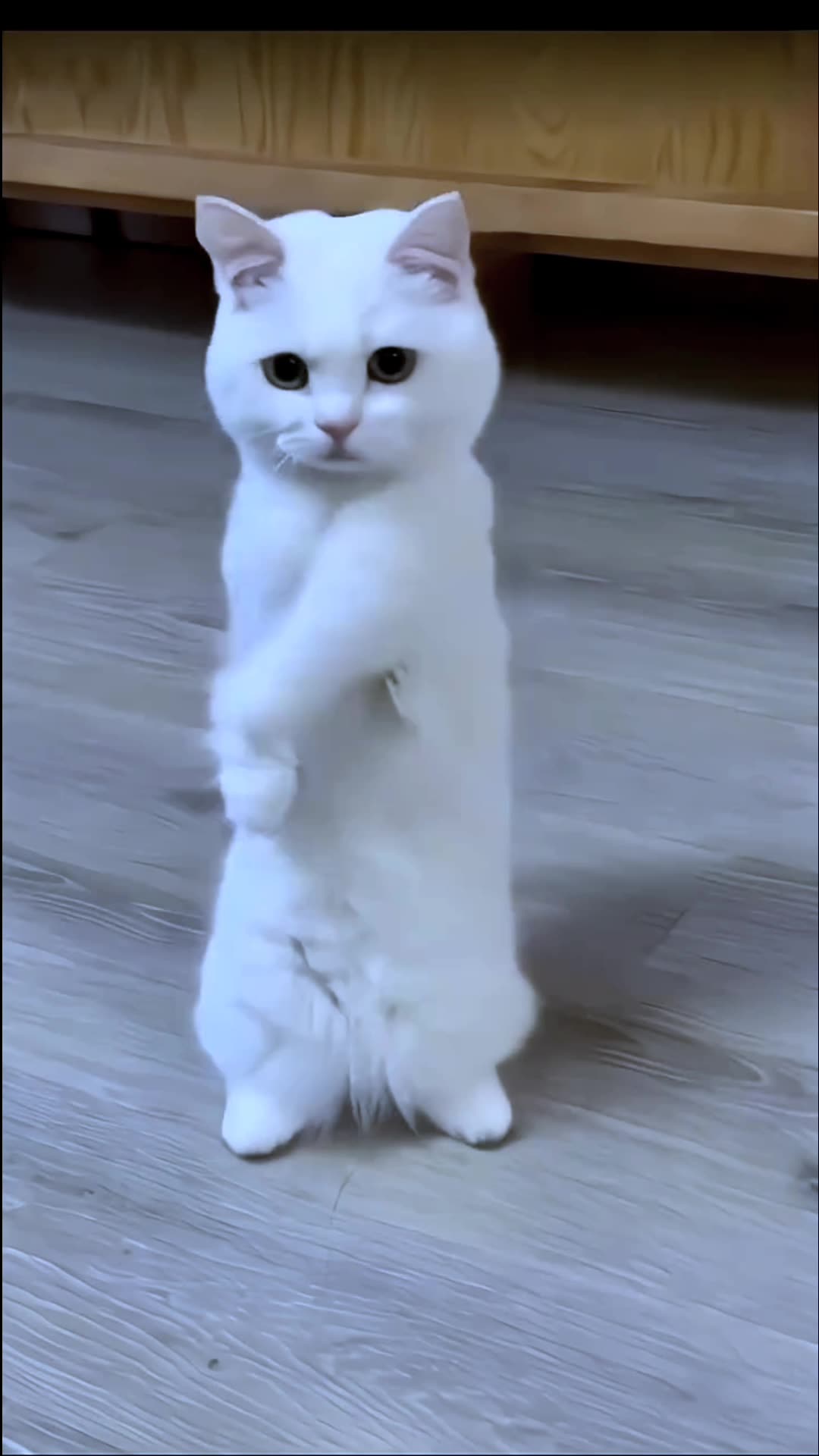 Cat video