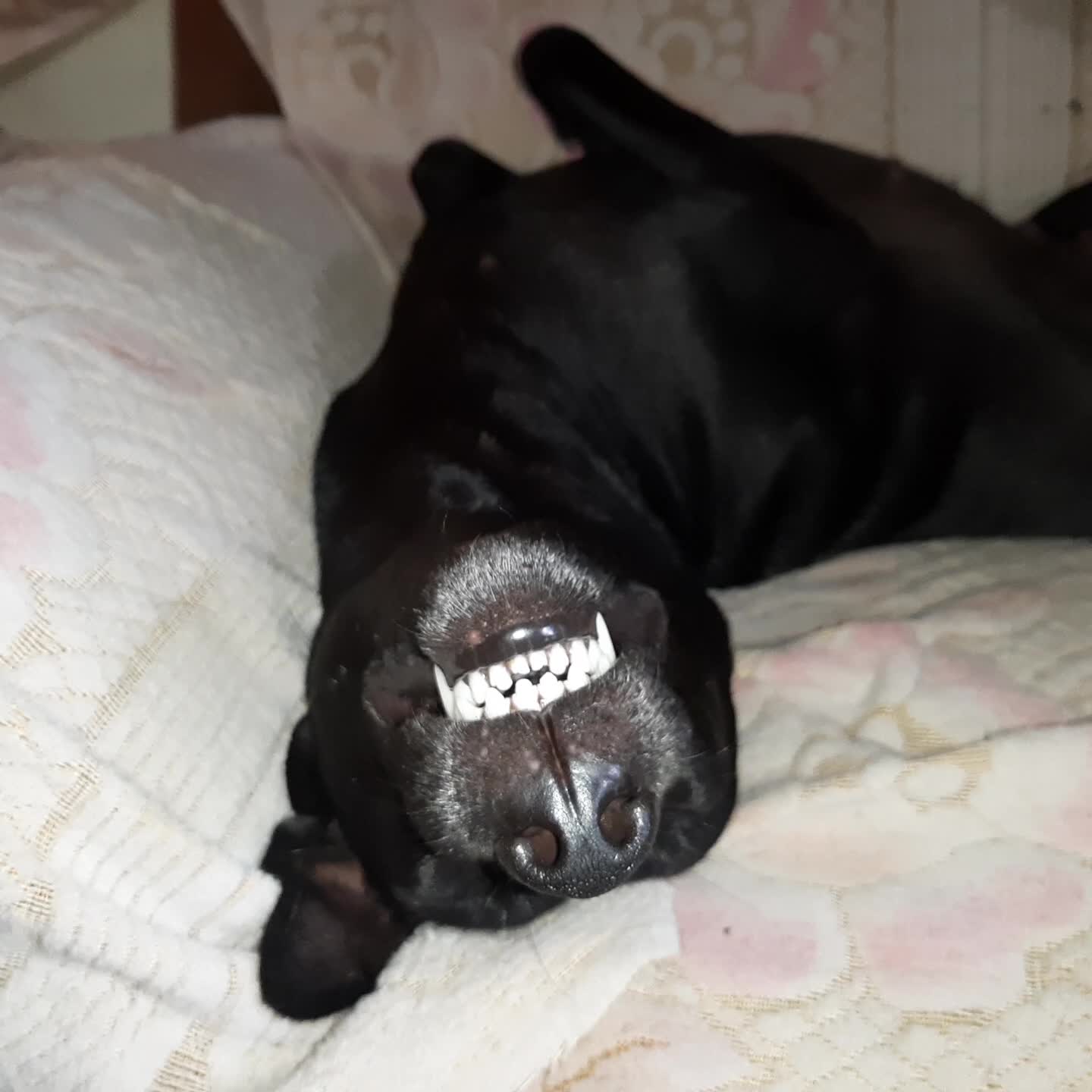 Killer dog