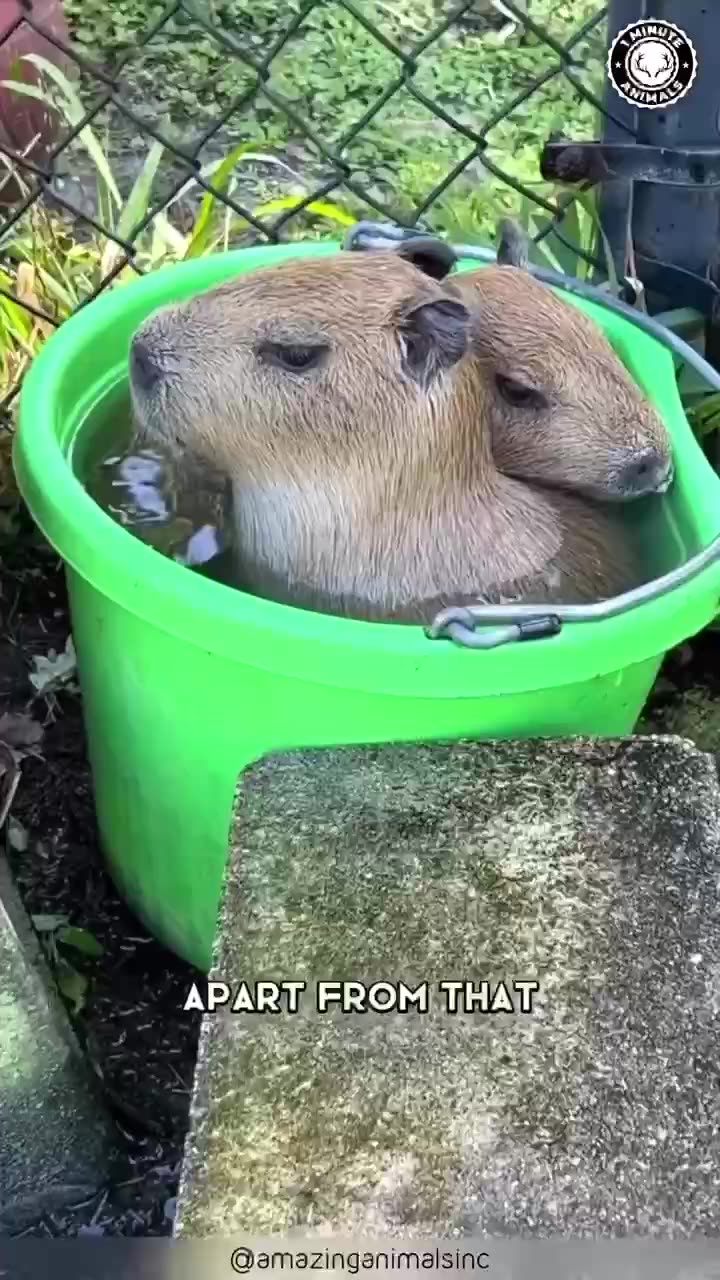 THE CAPYBARA IS THE LARGEST RODENT IN THE WORLD BUT ALSO THE MOST FRIENDLY