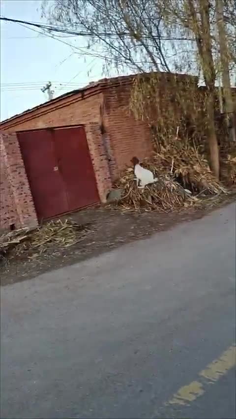Spider Goat 🐐 😅😅😅