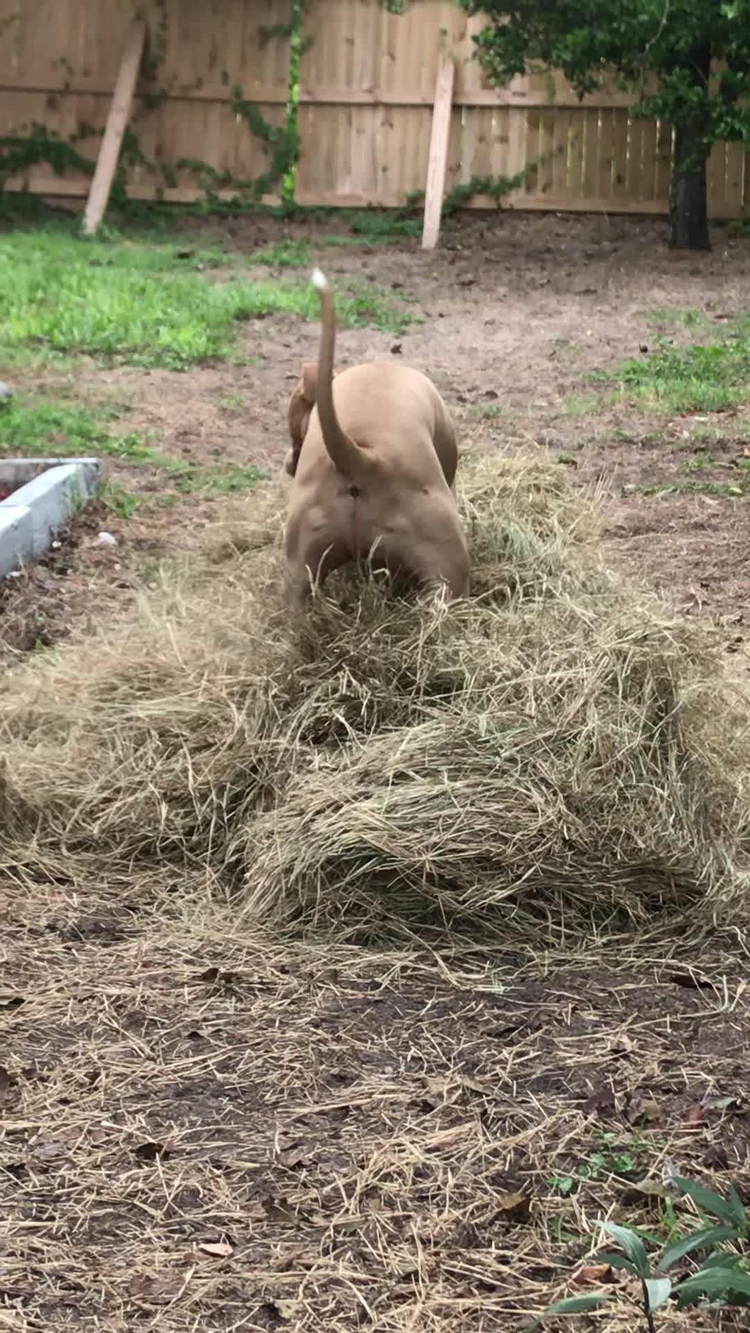 Velvet Mastiff Loves Playing in Hay