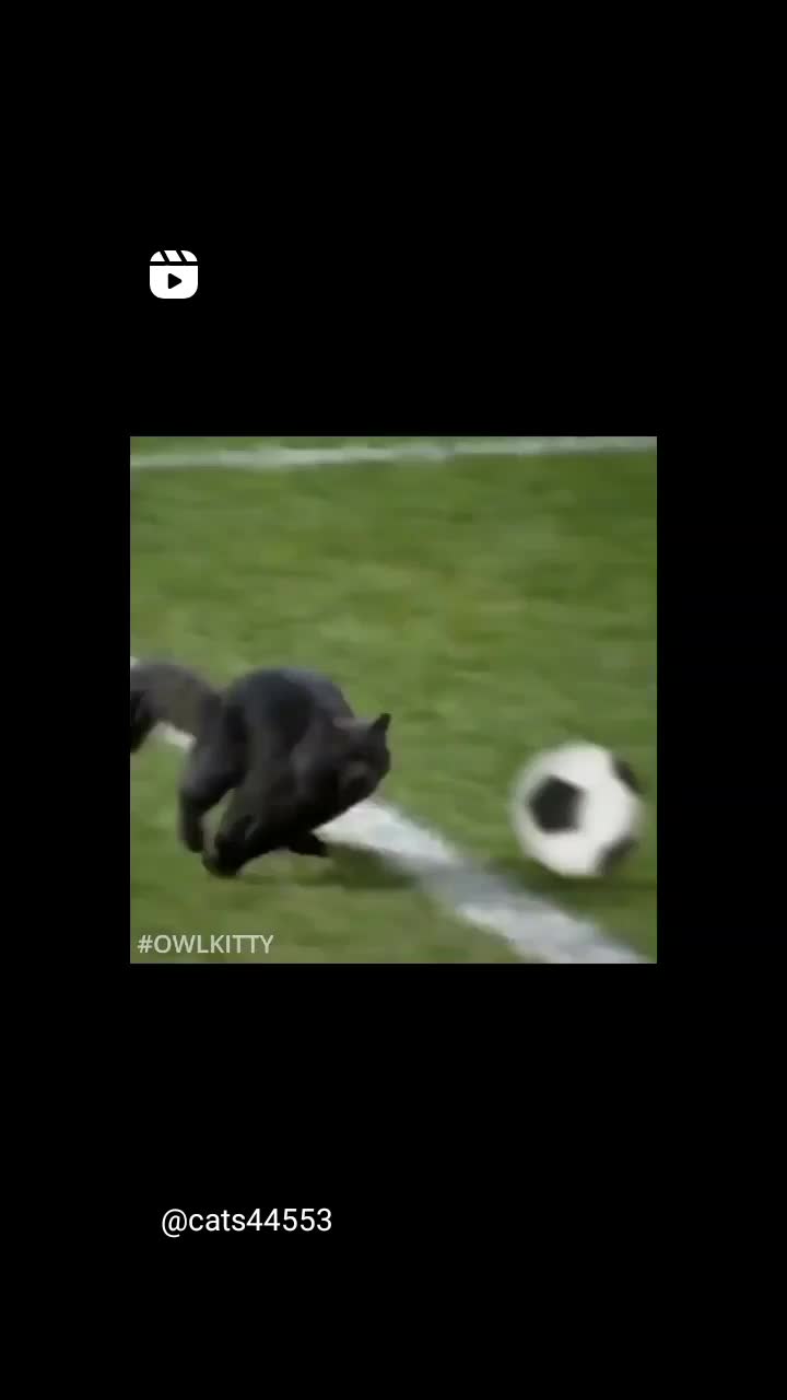 😍😍Wow funny cat play in football