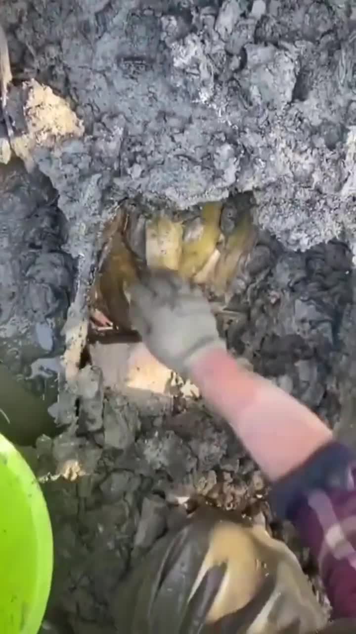 This is a beautiful and charming water-dwelling species