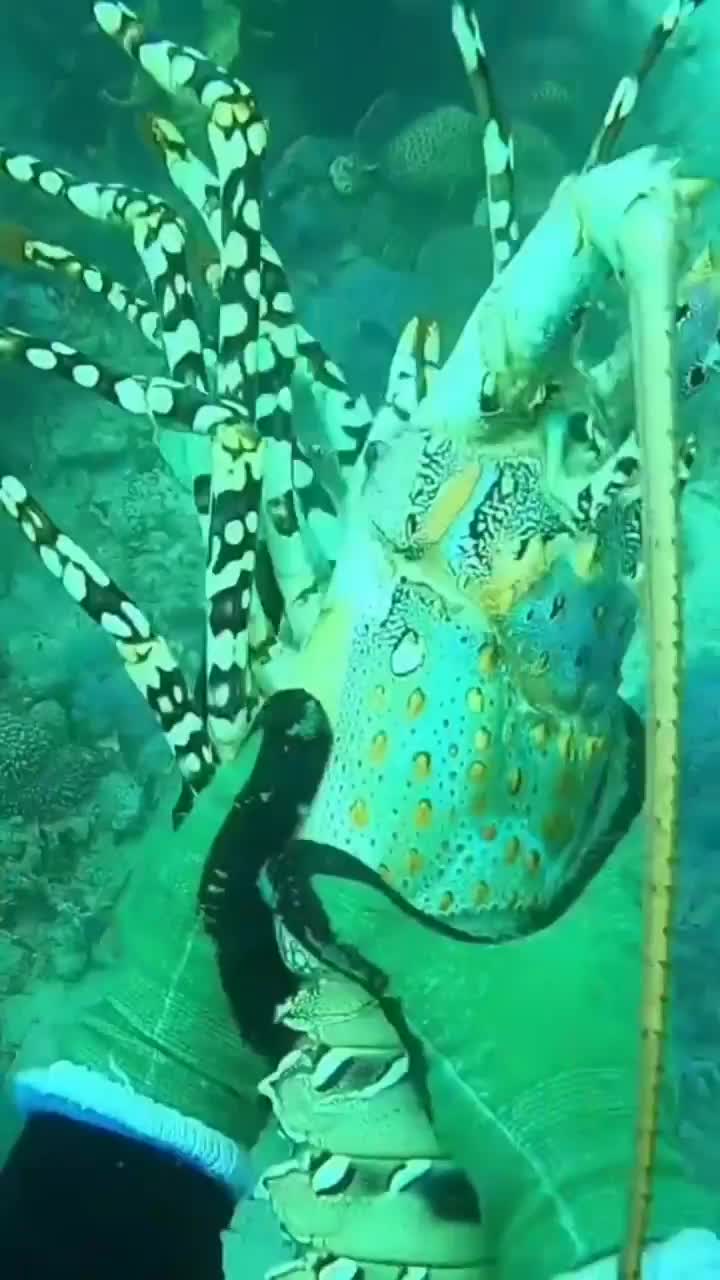 This is a beautiful and charming water-dwelling species
