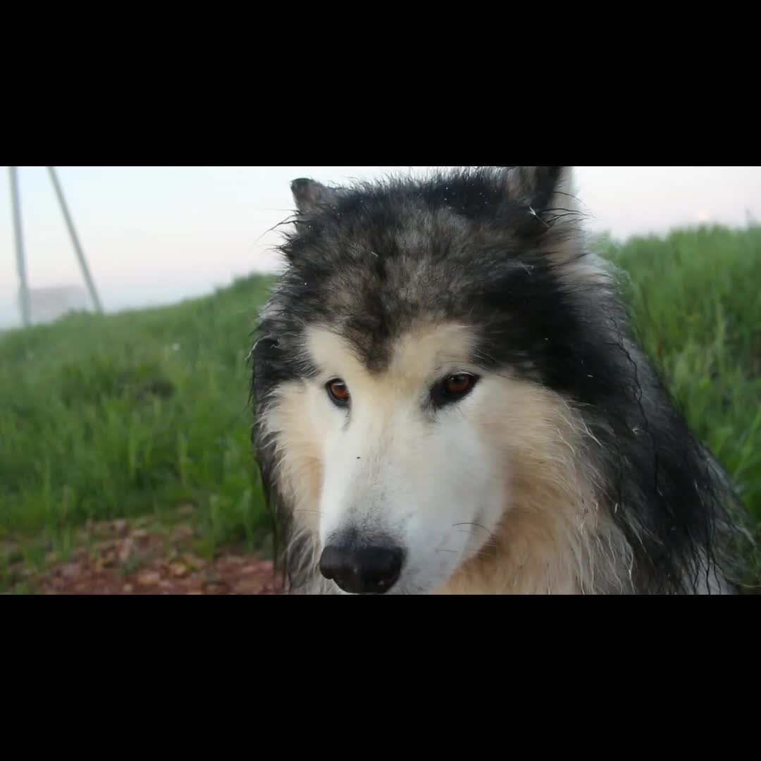 cute animals | cute cats | cute pappy |cute dogs | cute birds|cute pets ...