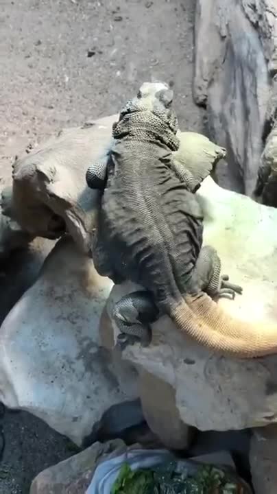 lizard rolling 😂🦎