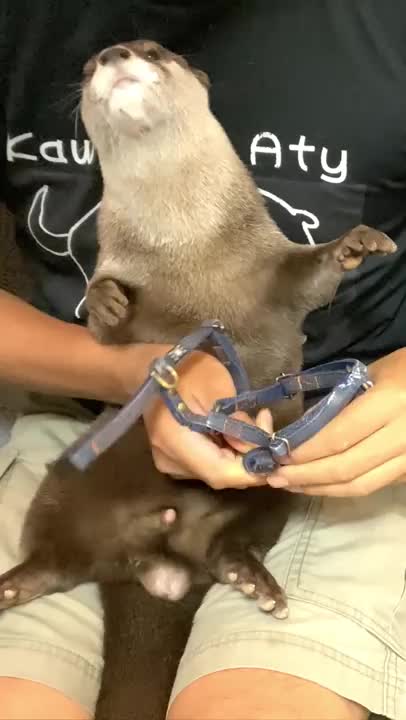 Caiman Attacks Family Of Otters | Wild Brazil