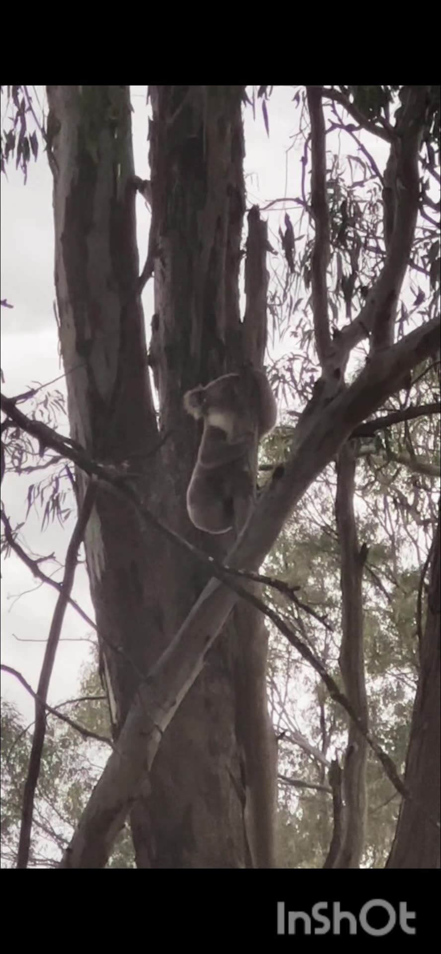 Koala climbing tree