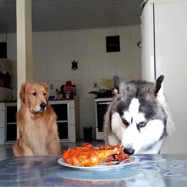 Patience Test For Dogs