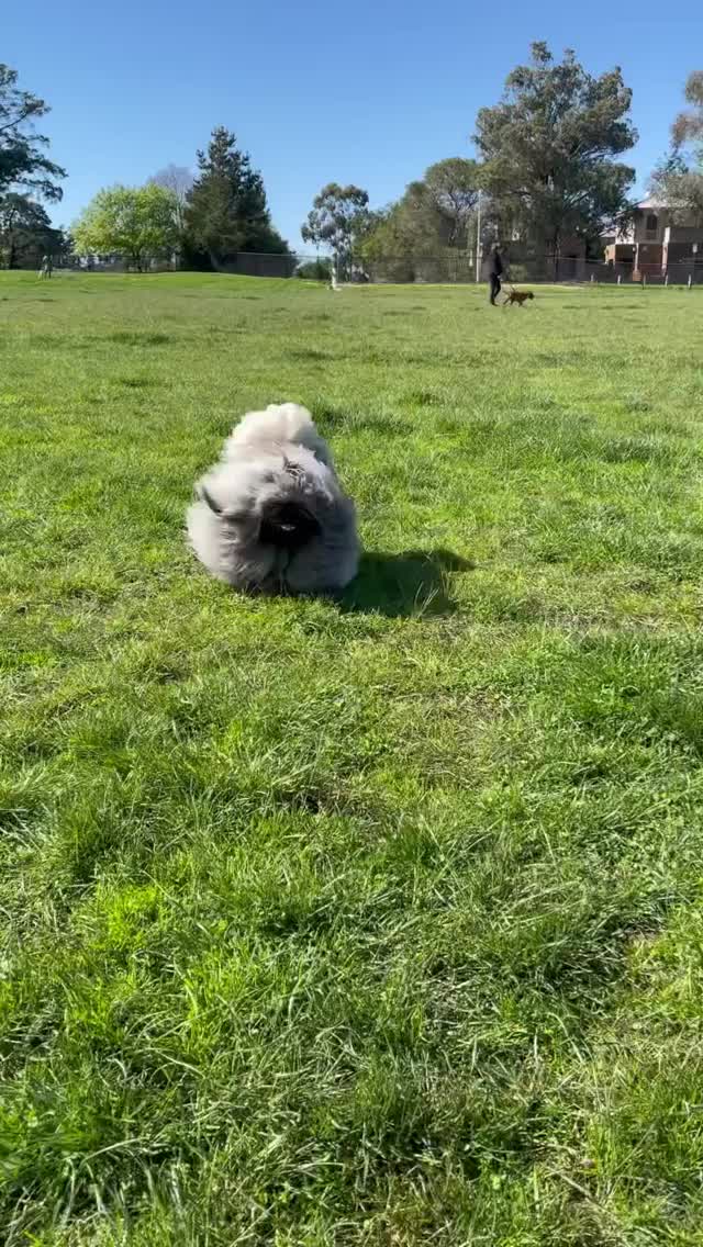 🔥Funniest Dogs will make you laugh all day long | Instagram Reels and ...