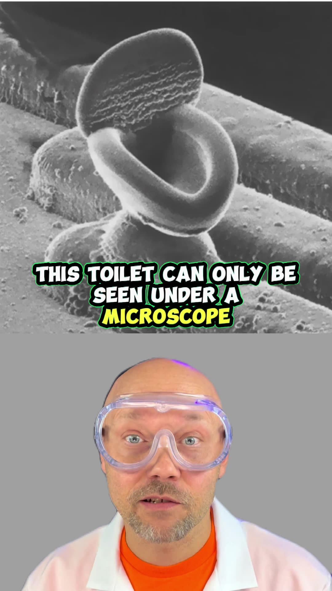 What Things Look Like Under A Microscope 0564