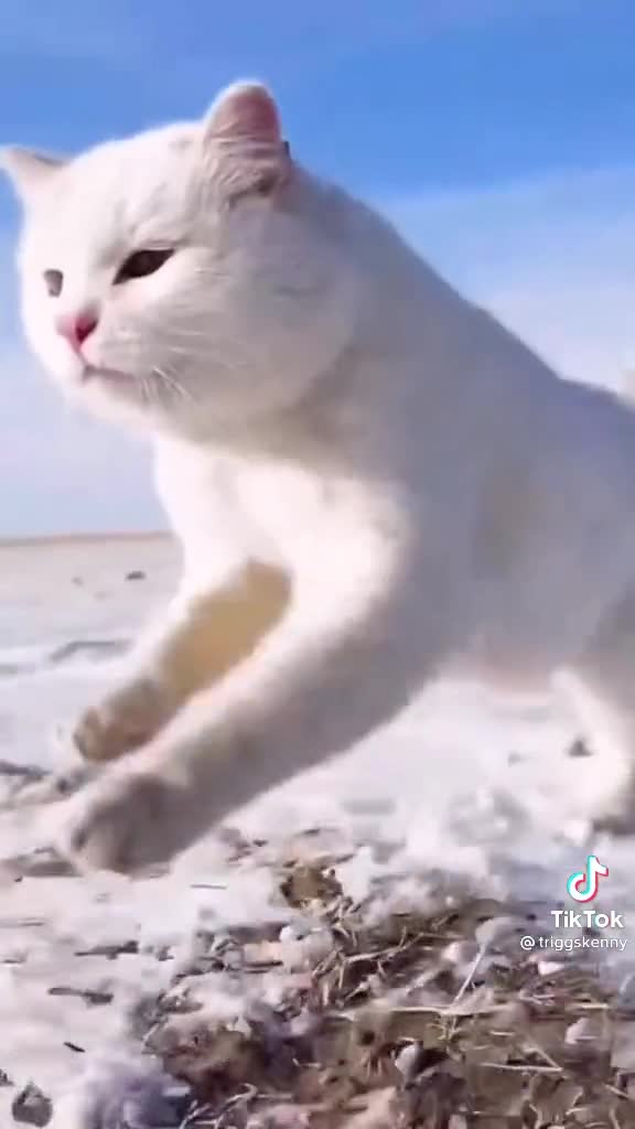 Unstoppable Cat