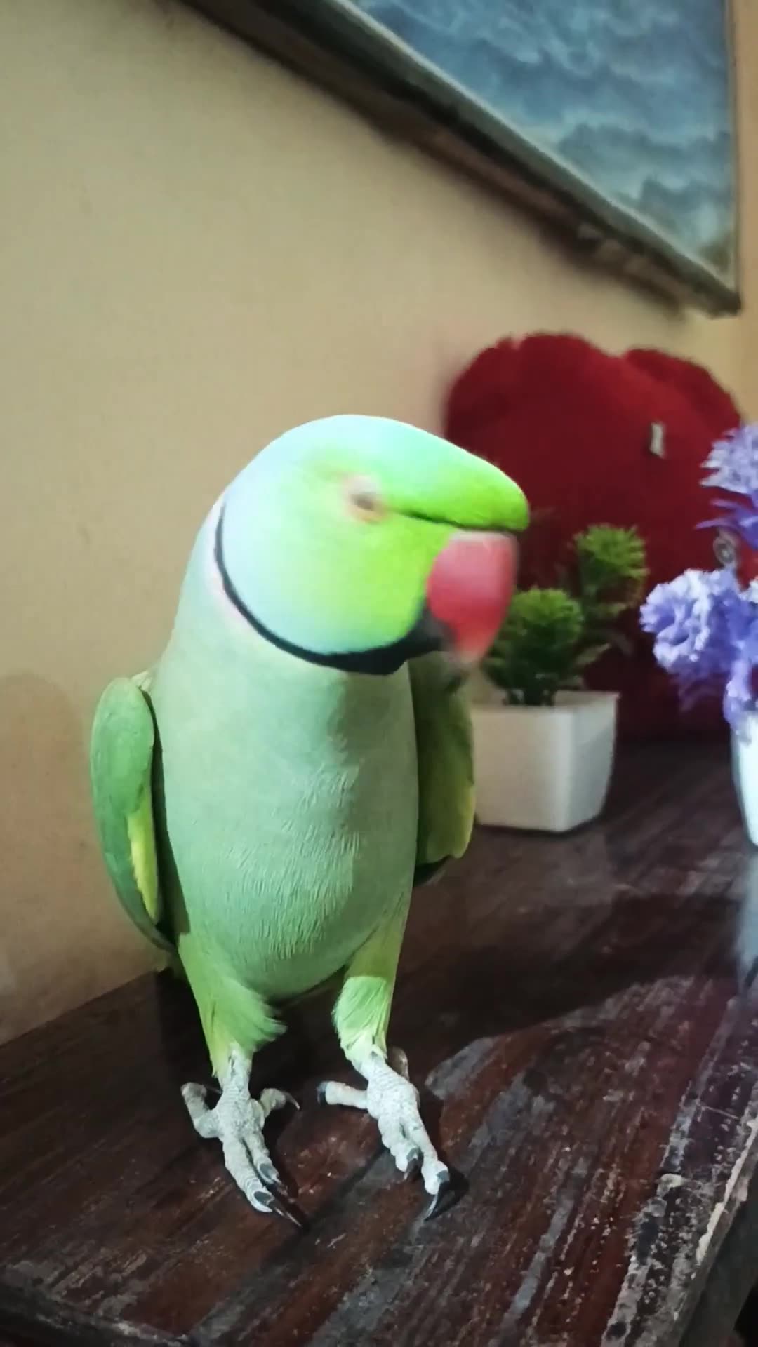 Cute Talking Parrot🥰 Real Voice Saying #talking #parrot