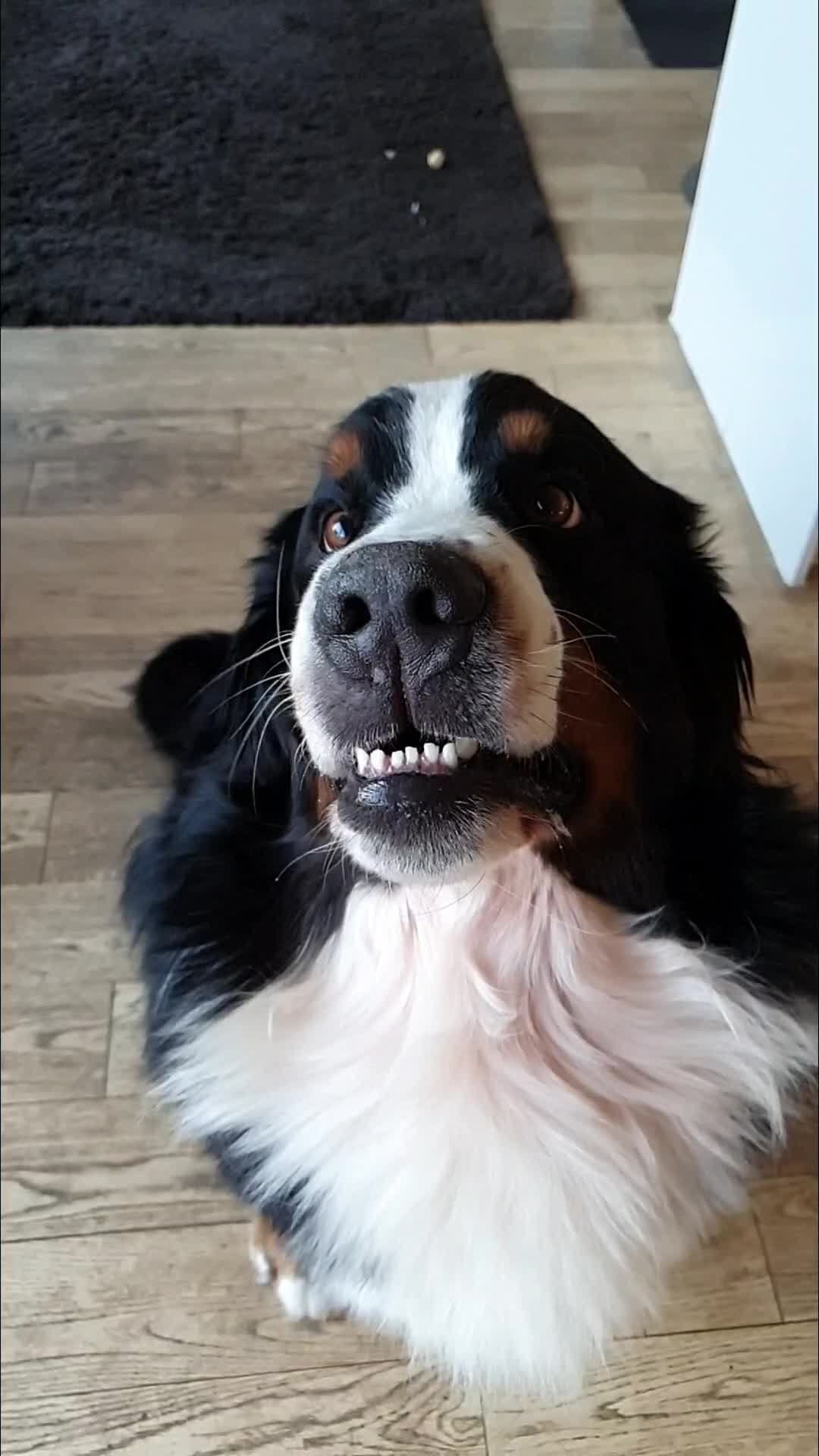 Dog vs Cheese. Why we call our Bernese Mountain Dog Shark