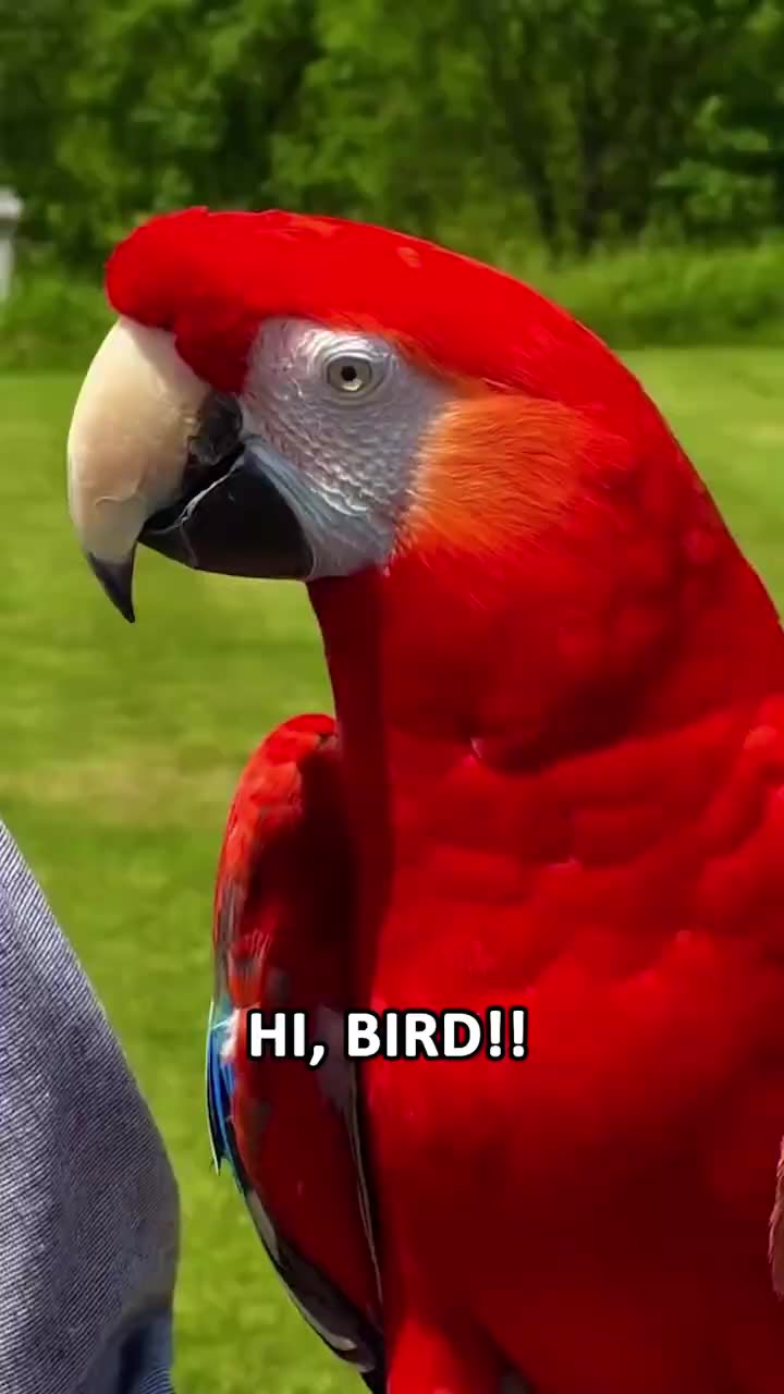 world's first talking bird ? see in this video 😱 Caught On Camera