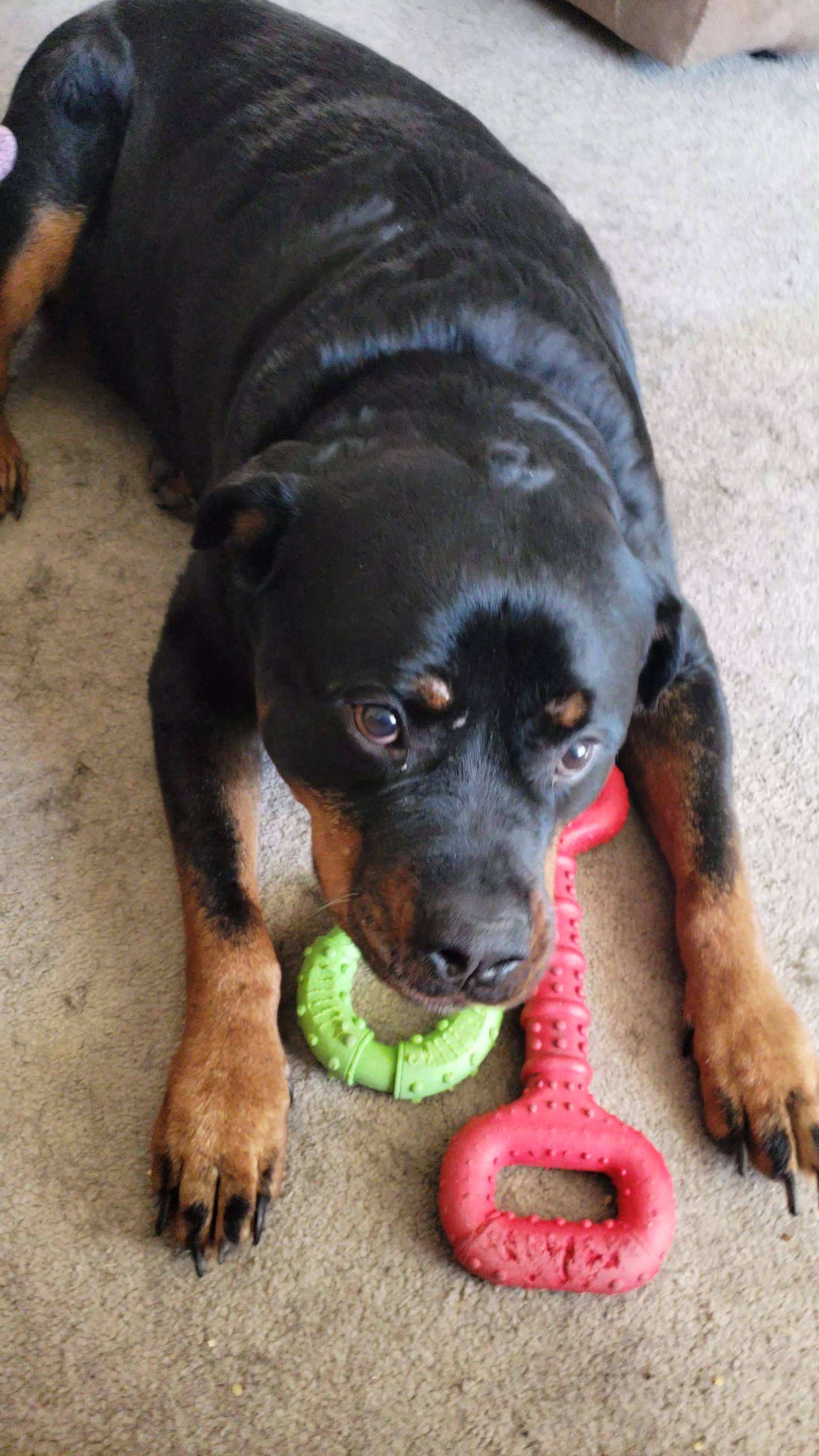 Rotting Rottie and the toy
