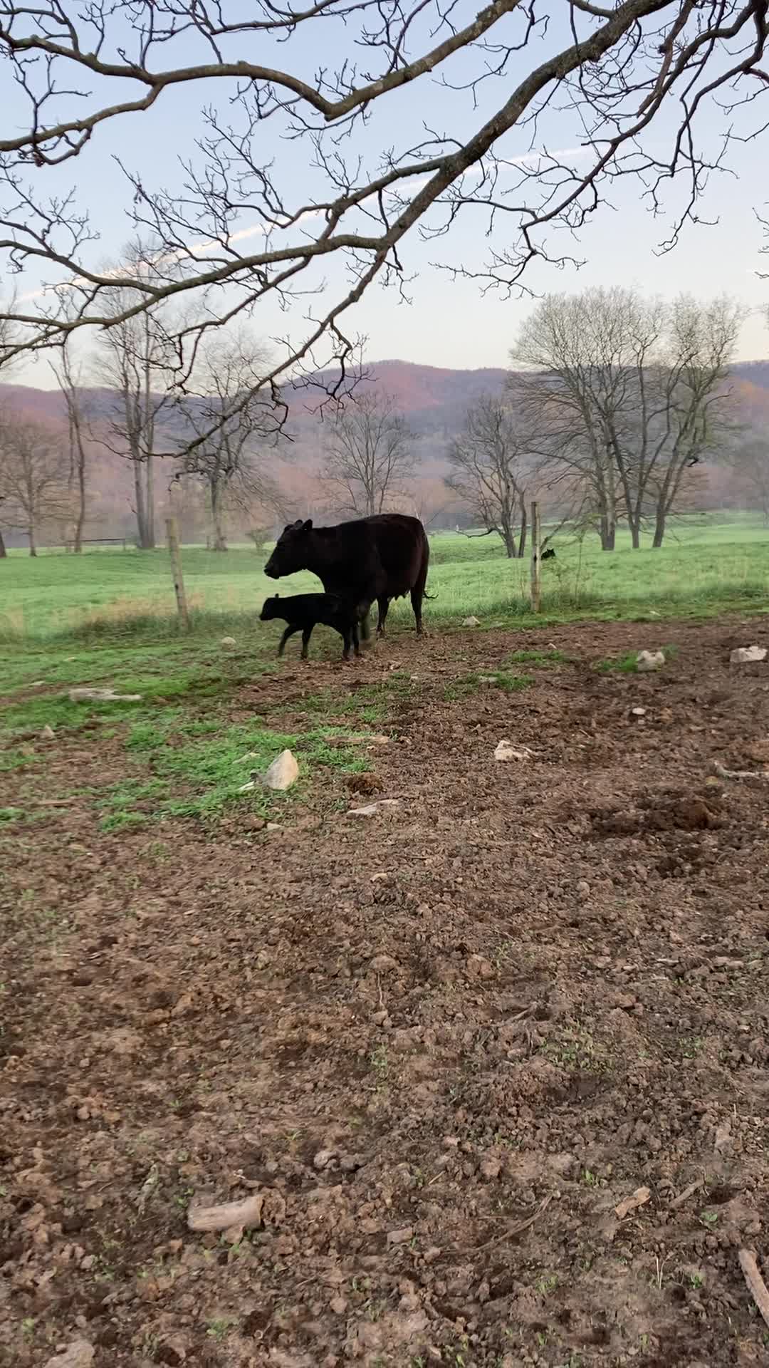 Mama Cow Chases Away Black Bear