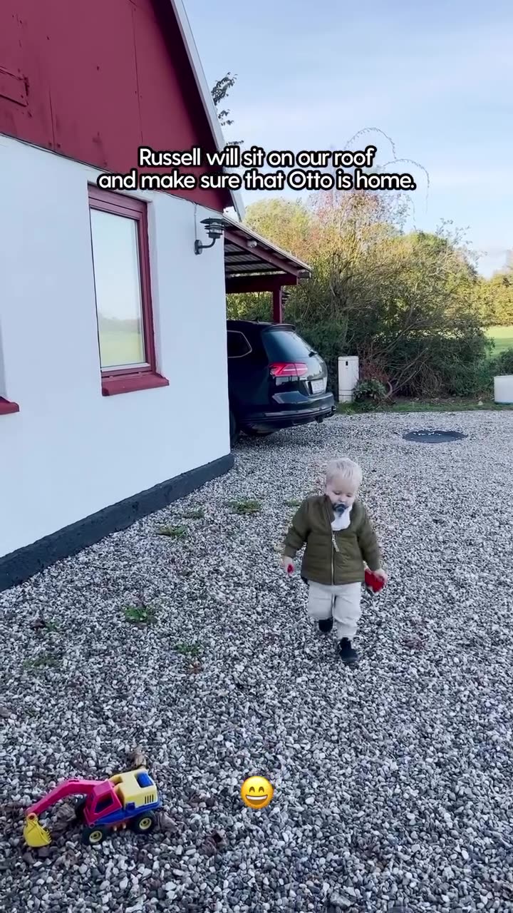 Clever Crows: Funniest Bird Pranks & Smart Crow Antics!