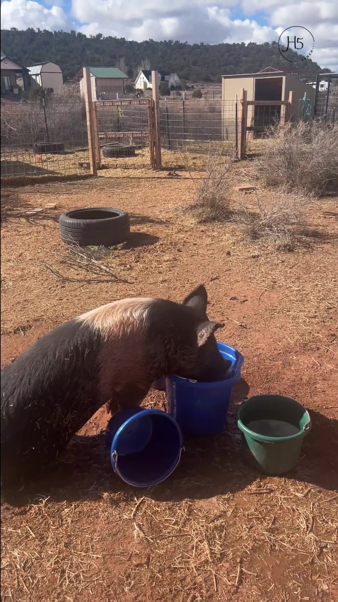 Petunia the Pig Takes on the Water: A H5 Ranch Adventure 🌊🐖