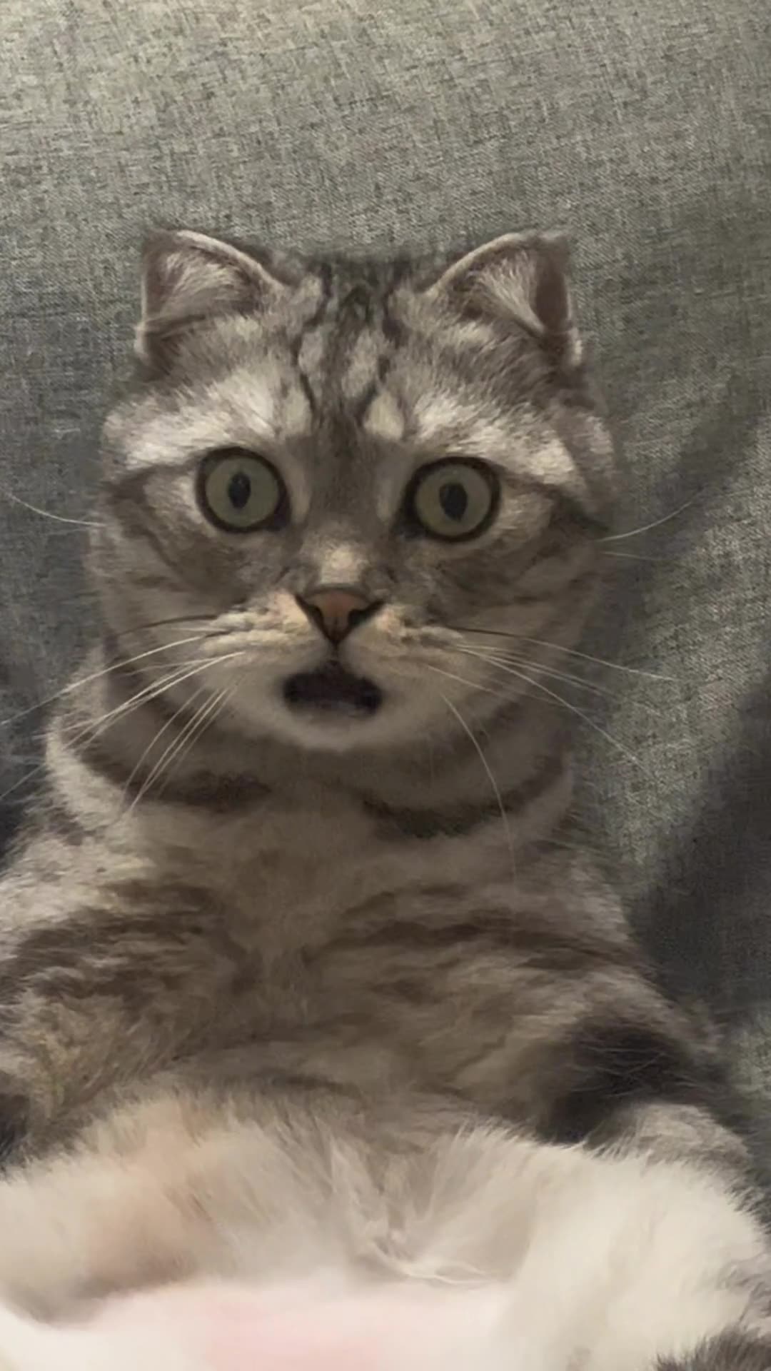 Hilarious video of cat looking perplexed