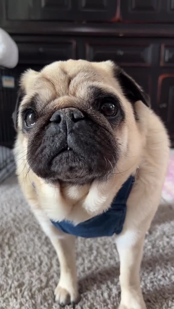 Timmy the Handsome Pug Tries on New Overalls