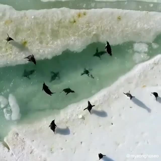 This is a beautiful and charming water-dwelling species