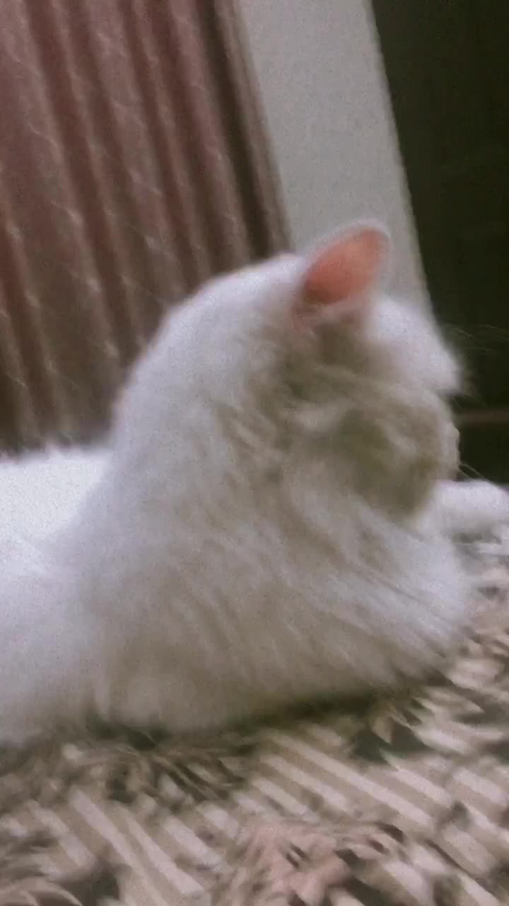 Pulling a cat’s cheek to see her reaction