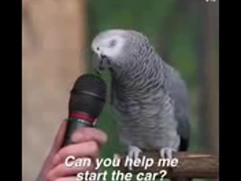 Beautiful parrot talking amazing