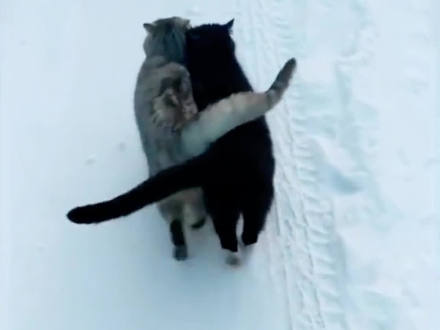 The two cats were walking side by side, and their tails were intertwined