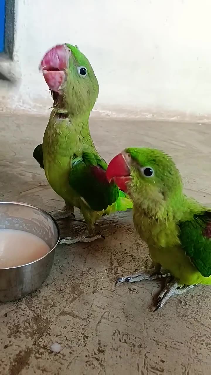 Potty training |cockatiel parrot | Funny birds | Funny animals