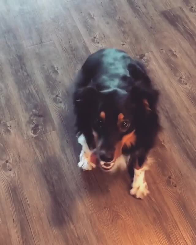 Breakdancing Dog Shows Off Its Moves