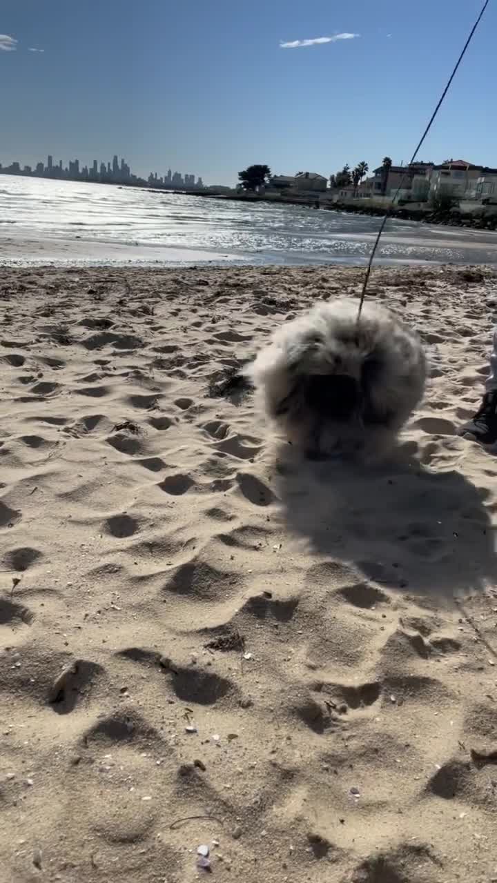 🔥Funniest Dogs will make you laugh all day long | Instagram Reels and ...
