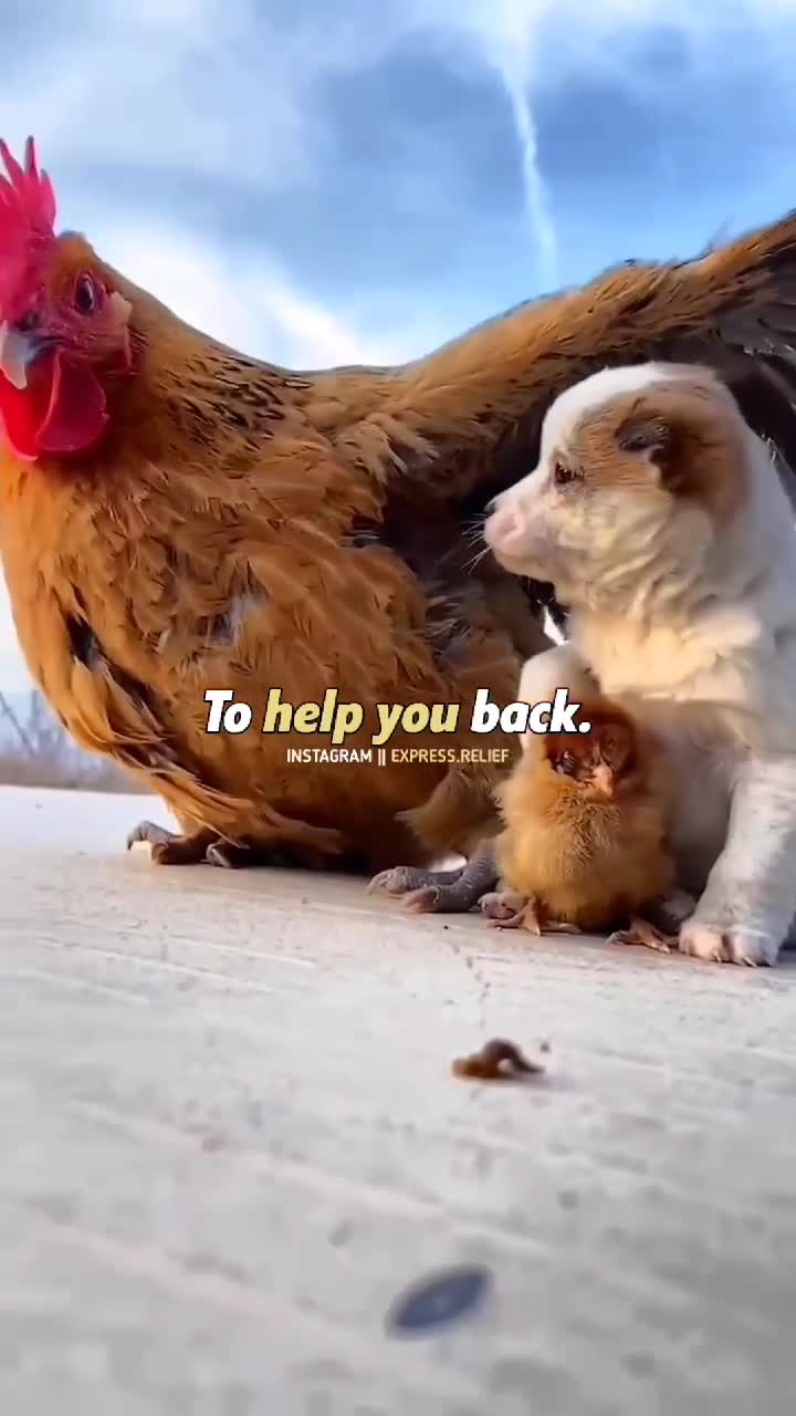 puppy save hens kids