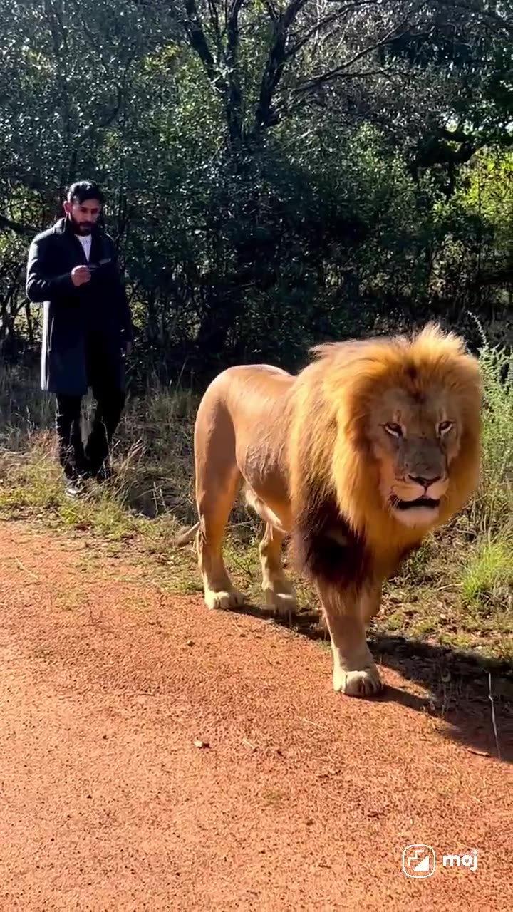 Dubai 🇦🇪 King 👑 Sheikh Nawab With White Tiger 🐯 Lion 🦁 White Tiger 🐅 # ...