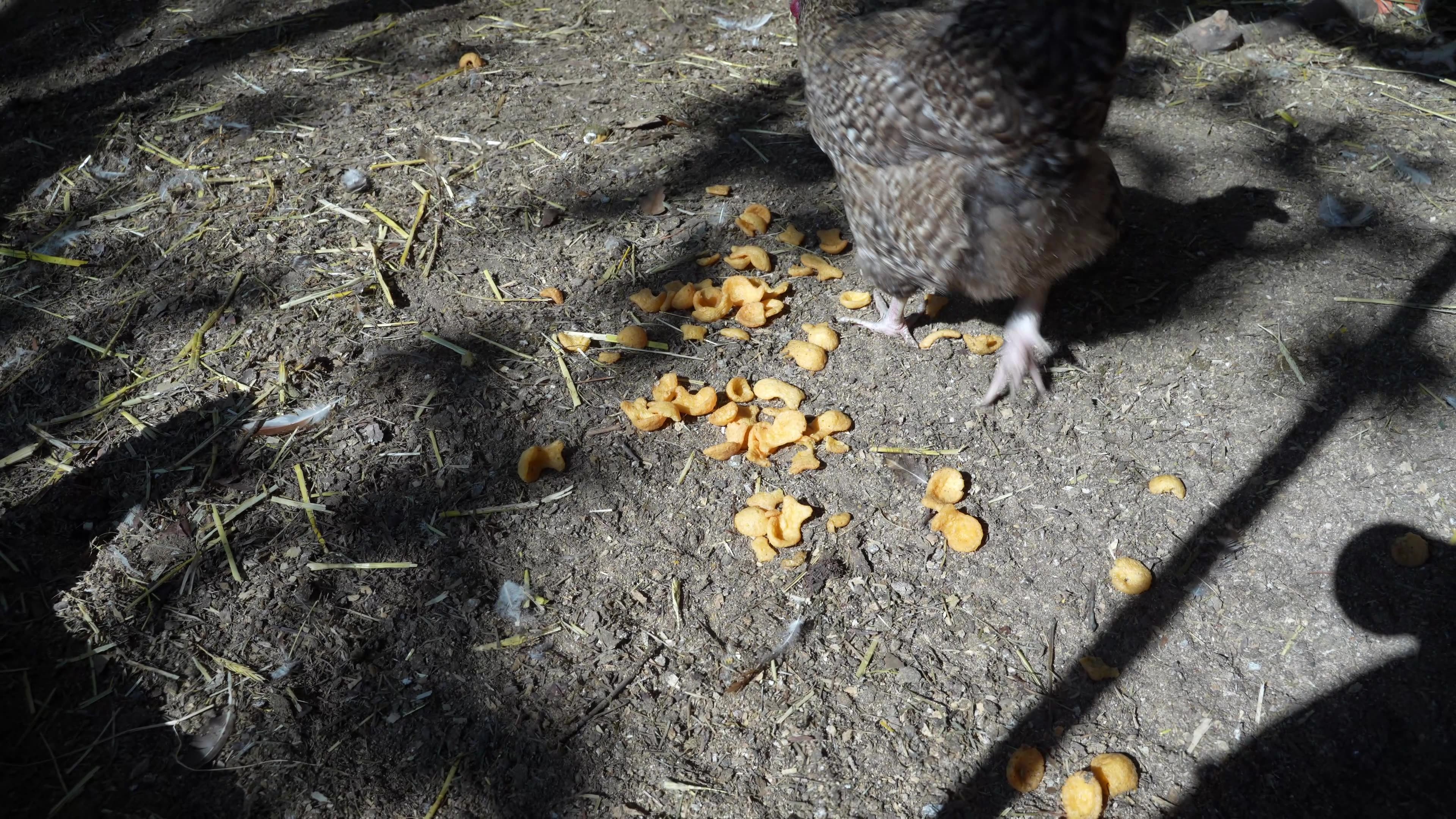 Chickens try Tako Chips. Tell me it's not Tuesday.