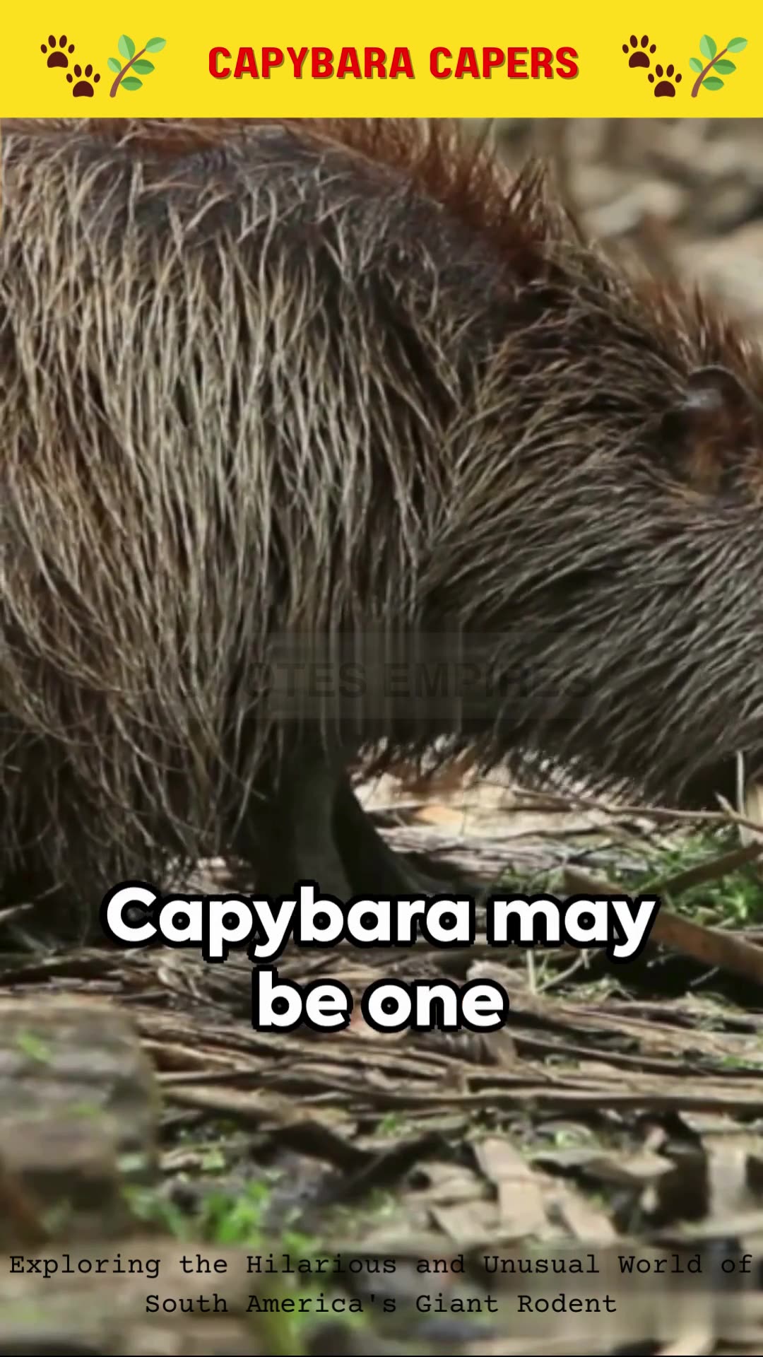 Capybara Capers : Exploring the Hilarious and Unusual World of South ...