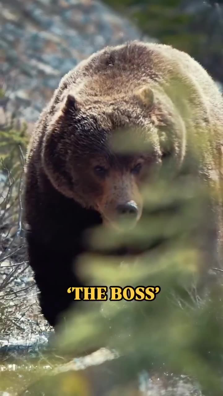 The Boss’ is known to be the largest and most famous grizzly bear in ...