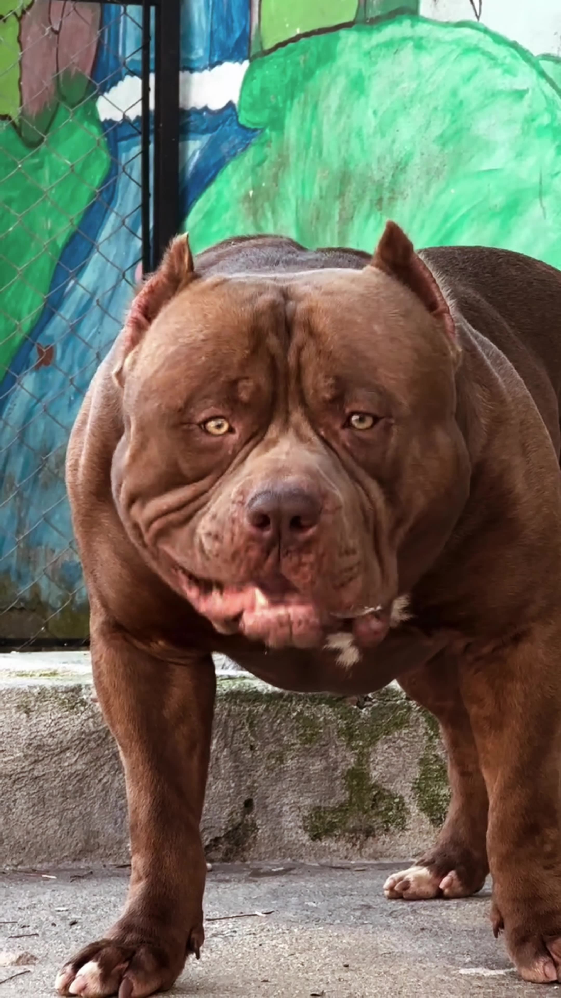 Muscular Cane Corso Dog Breed #youtubeshorts #youtube #shorts
