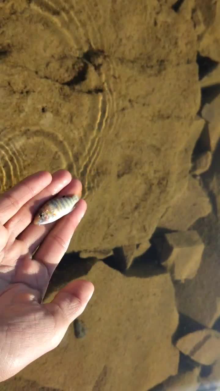 Small Clever Fishes Dodging