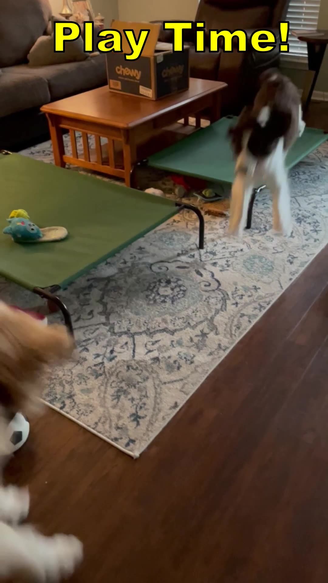 Springer Spaniel and Golden Retriever Zoomies Indoors On A Rainy ...