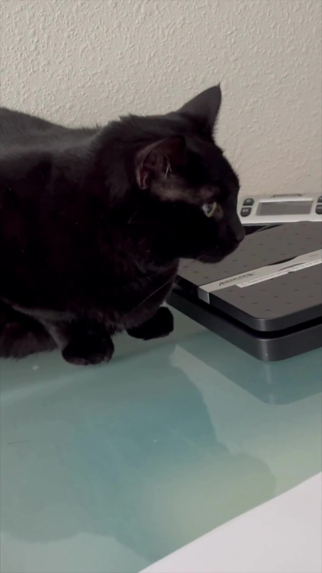 Adopting a Cat from a Shelter Vlog - Cute Precious Piper Guards the ...