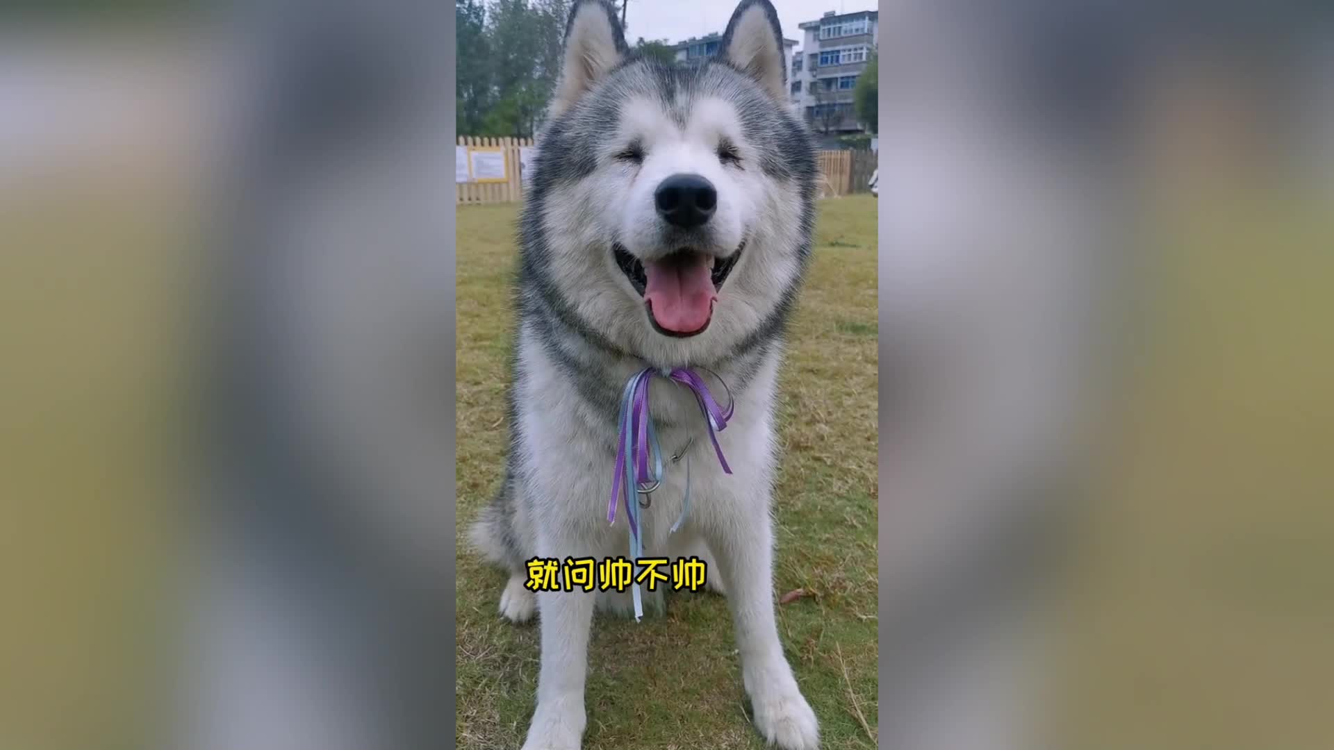 Dad Picks Up Beaming Daughter From Nursery In Special Husky-Drawn Carriage