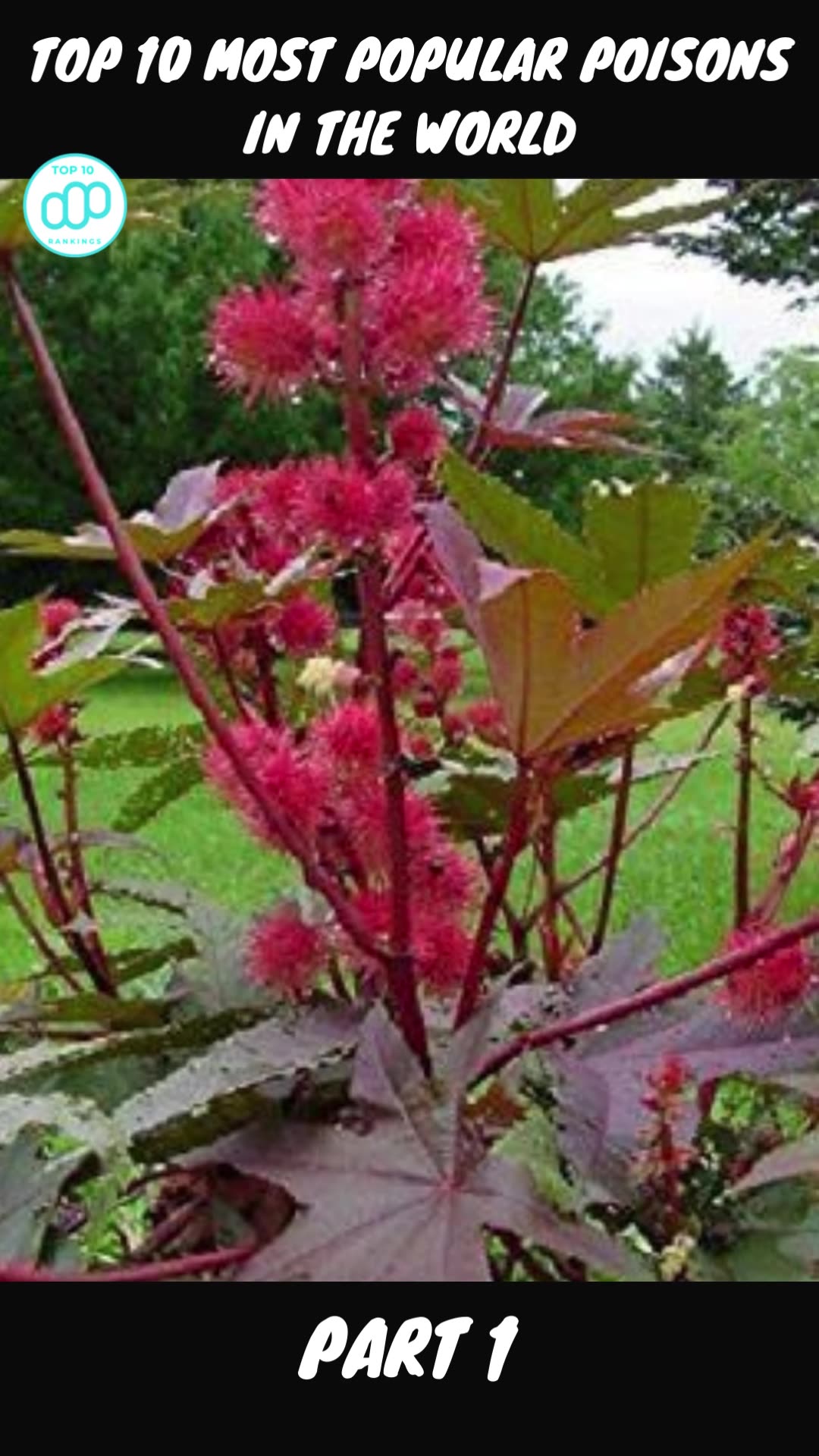 Top 10 Most Popular Poisons In The World Part 1