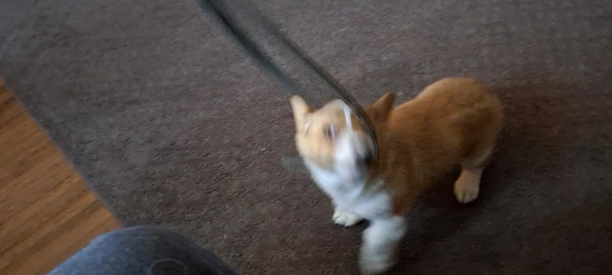 April the corgi