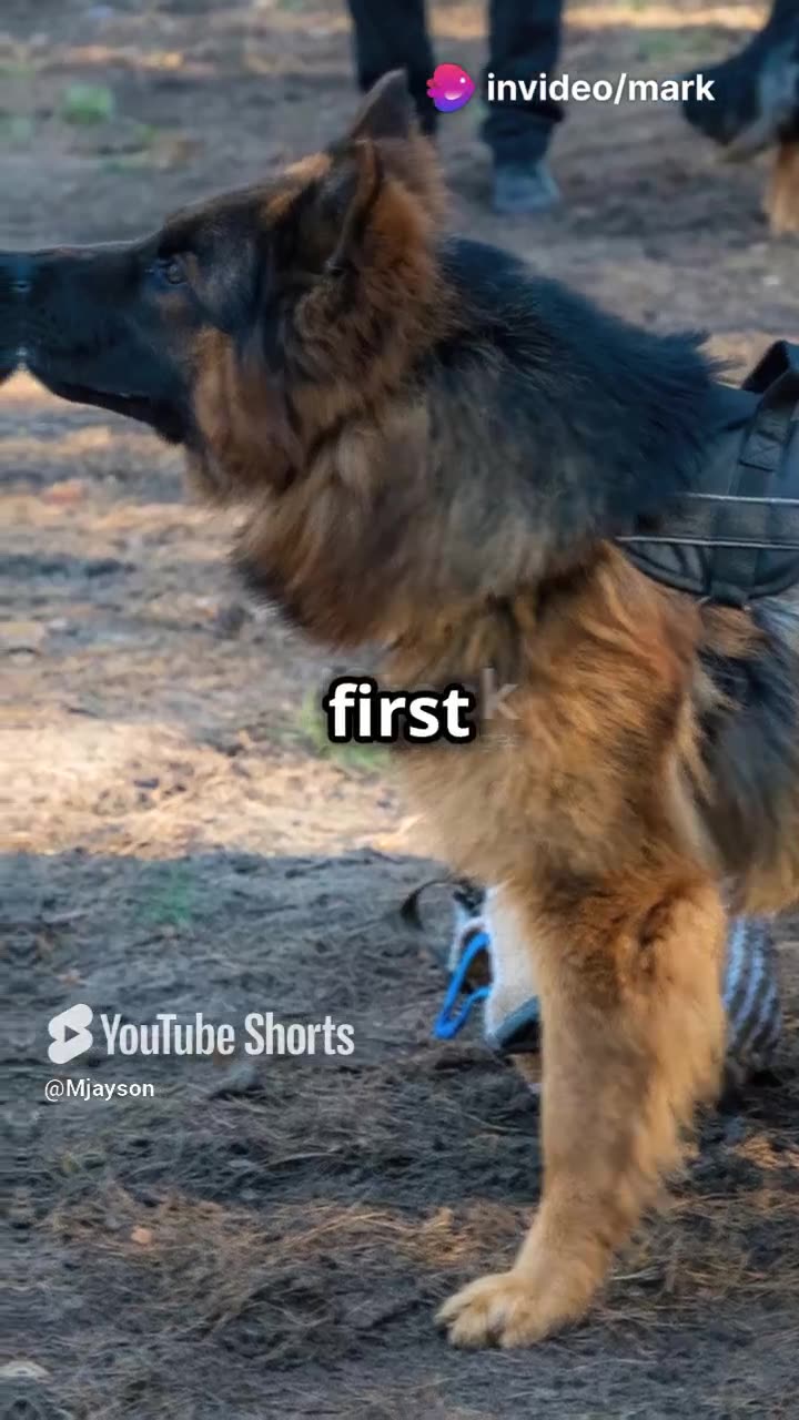Top 5 Bodyguard Dogs You Must Have!