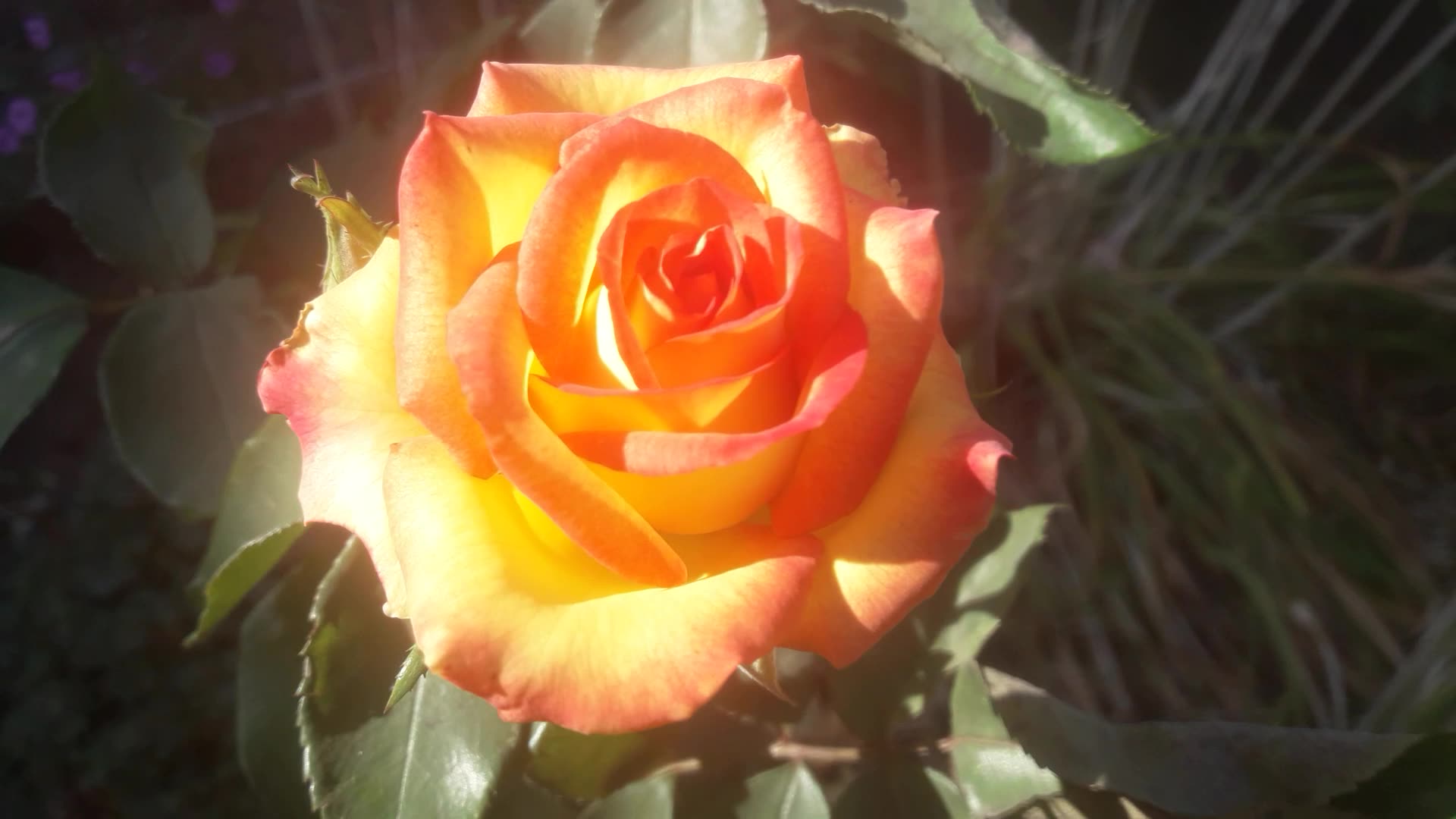Rose dancing in the wind
