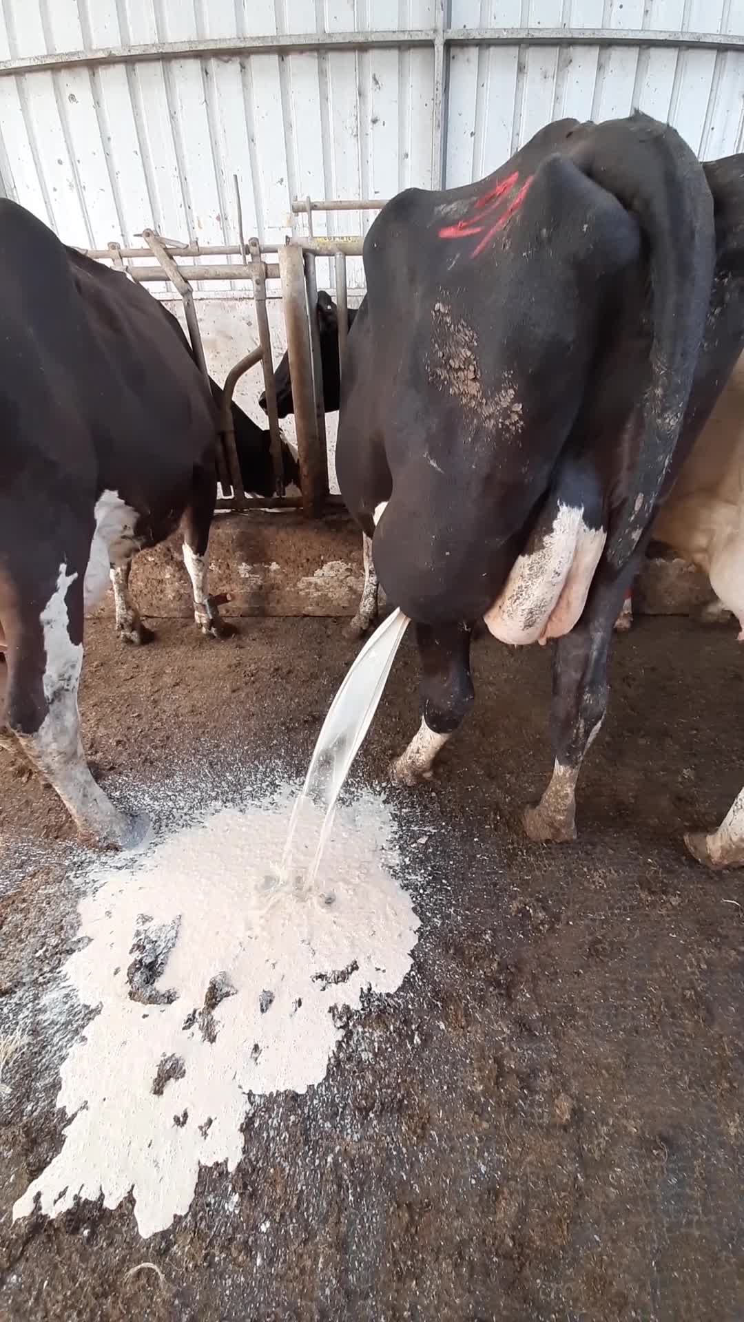 Draining a Huge Abscess on a Dairy Cow