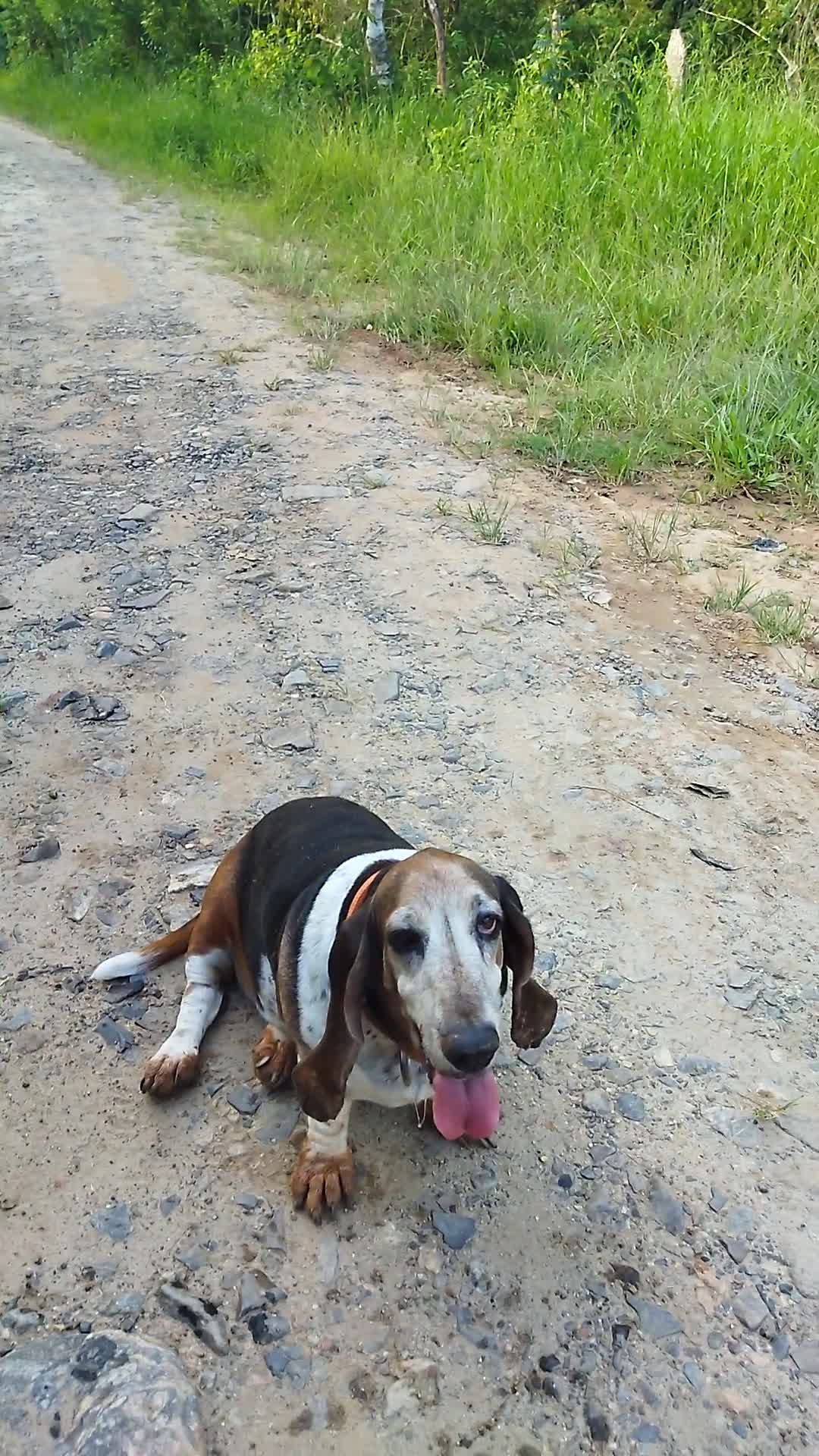 Dalmatians and basset hound