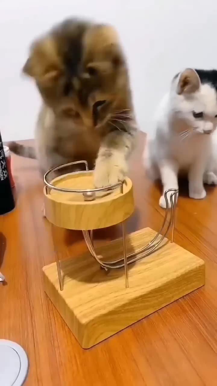 Funny and cute cat