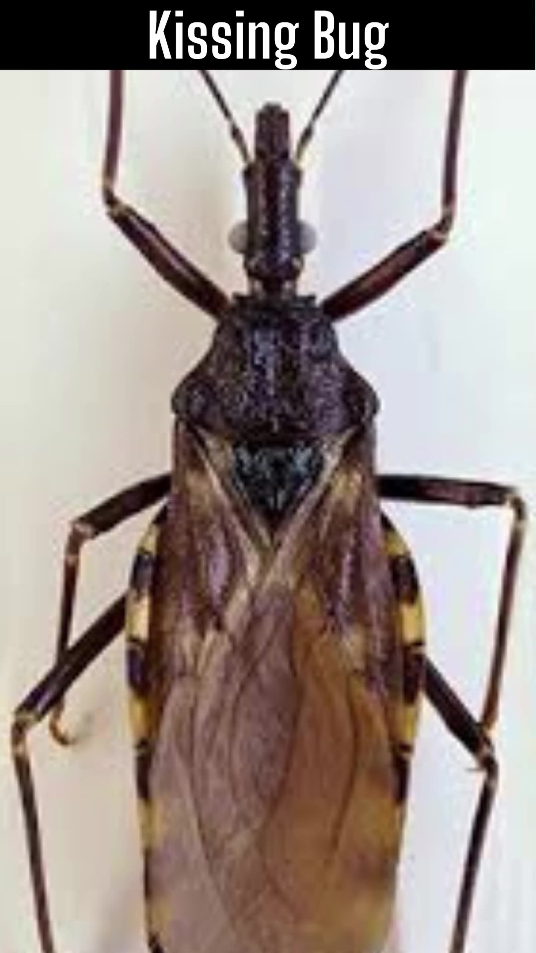 Top 10 Most Venomous Insects in the World